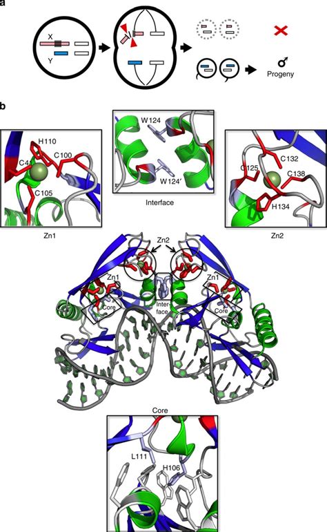 A Synthetic Sex Ratio Distortion System For The Control Of The Human Malaria Mosquito Pmc