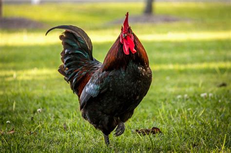 gallo | stock de fotos gratis | data9090 | January - 10 - 2015 (11)