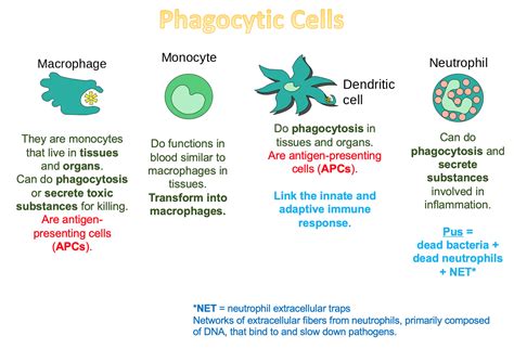 Immune System Cell Types