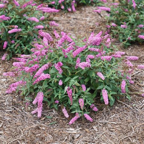 Lo And Behold Ruby Chip® Buddleia Garden Crossings