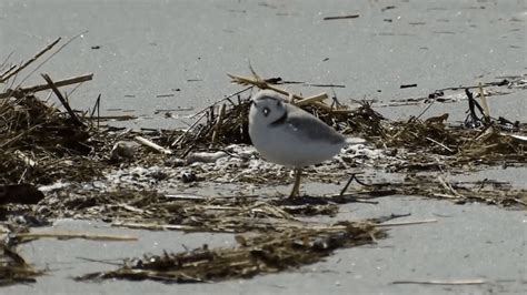 Piping Plovers Nesting In Record Numbers On Maine Beaches Wgme