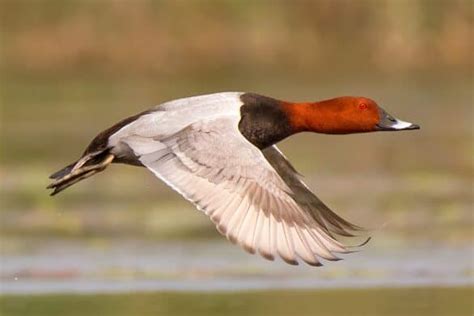 24 Small Birds With Long Beaks Bird Helpful