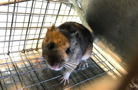 Pack Rat Description Habitat Image Diet And Interesting Facts