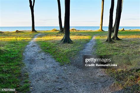 Forest Path Fork Photos And Premium High Res Pictures Getty Images