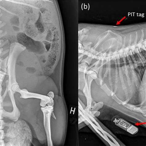 Overview Of The Number Of Temperature Loggers And Heart Rate Loggers Download Scientific