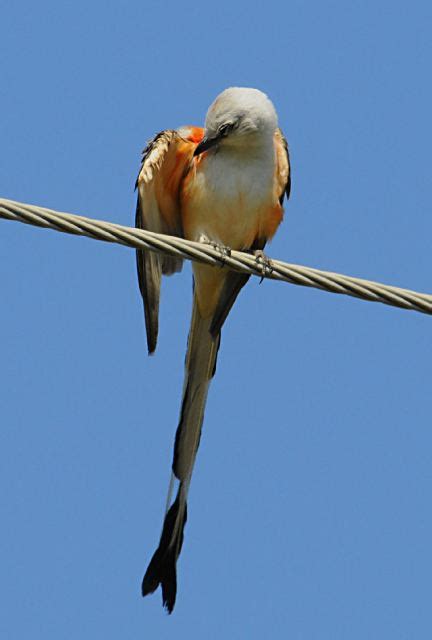 Scissor Tailed Flycatchers