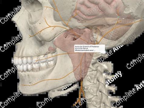 Auricular Branch Of Posterior Auricular Nerve Complete Anatomy