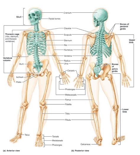 Solved Classification Of Bones 1 Place The Name Of Each