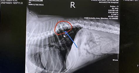French Bulldog Abnormal Vertebrae Album On Imgur