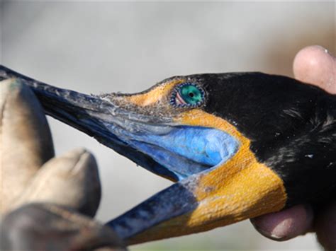 Double Crested Cormorant Bird