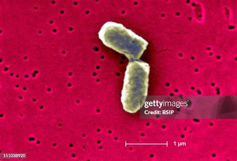 E Coli Microscope Photos And Premium High Res Pictures Getty Images