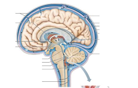 Choroid Plexus Diagram Quizlet