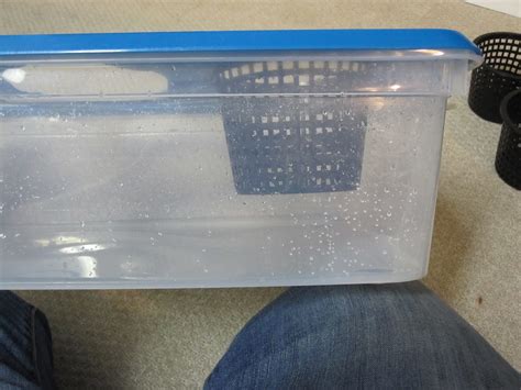 Hydroponic DWC Setup KingBain