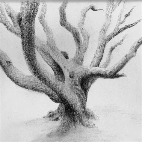 Tree Charcoal Drawing Matt Conlon Tree Drawing Charcoal Drawing Tree Art