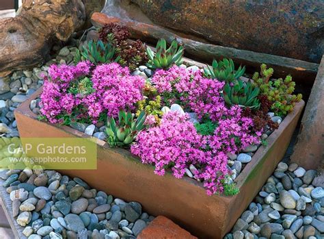 Alpine Container Garden With Pink Chintz Thyme Sempervivum And Sedum