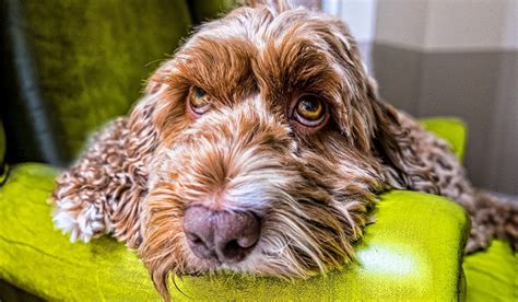 What Is A Multi Generational Cockapoo Large Trending Breeds