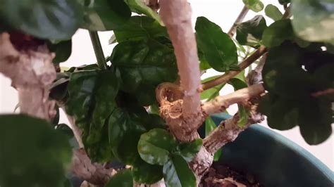 2020 Bonsaigrand Duke Jasmine Trimming And Pruning Youtube