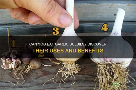 Can You Eat Garlic Bulbils Discover Their Uses And Benefits Shuncy