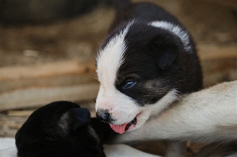 갓 태어난 두 마리의 몽그렐 강아지가 따뜻한 나무 사육장에서 개 엄마 발에 껴안았다 작은 알래스카 허스키 강아지 두 명의 가장 친한 친구가 함께 검은 색과 흰색 총구가있는