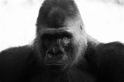 100 무료 Gorilla Silverback And 고릴라 이미지 Pixabay