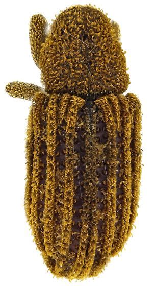 Acamptus Rigidus Acamptus Rigidus Bugguidenet