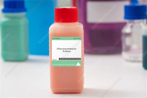 Gluconacetobacter Xylinus Fungus Conceptual Image Stock Image F042 2572 Science Photo Library