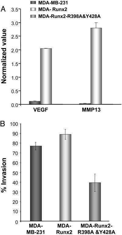 Compromised Runx Subnuclear Targeting Modifies Phenotypic Properties Download Scientific