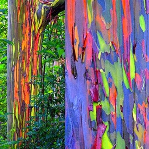 Larbre Arc En Ciel Une Merveille De La Nature à Préserver Eucalyptus Deglupta Bonsai