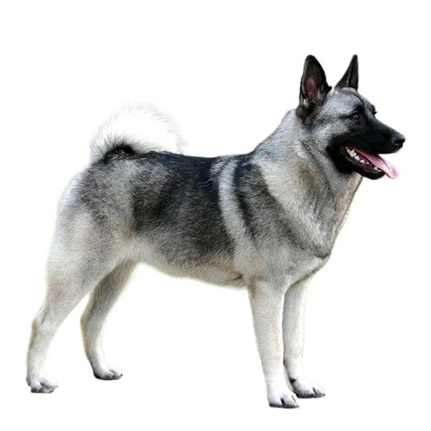 Norwegian Elkhound Breed Information And Insights Basepaws