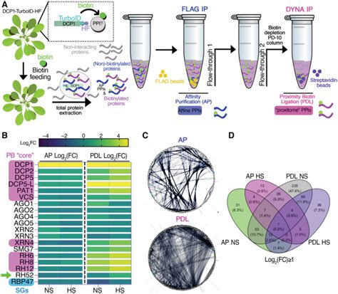 An Actin Remodeling Role For Arabidopsis Processing Bodies Revealed By