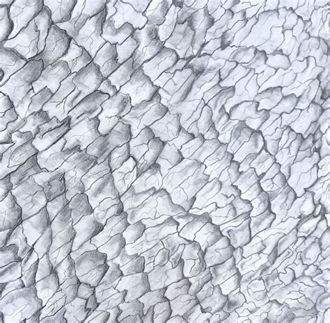 Tree Trunk Texture Drawing