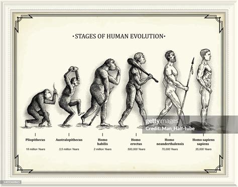 Stages Of Human Evolution High Res Vector Graphic Getty Images