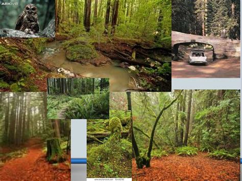 Ecosystems Structure And Functionpptx