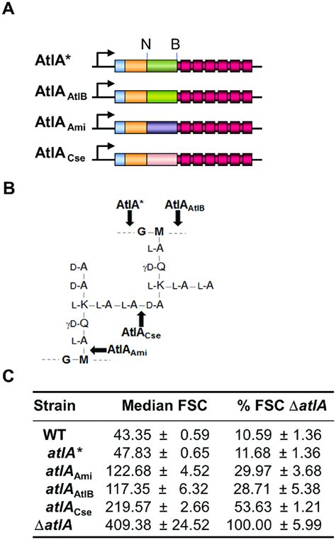 Atla N Acetylglucosaminidase Activity Is Not Essential For Septum
