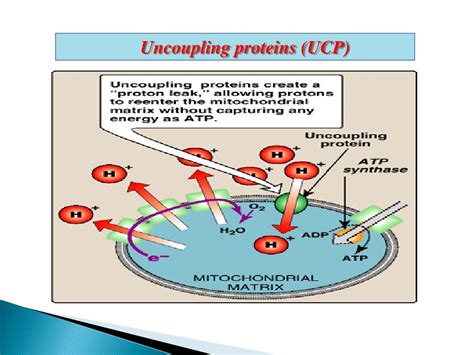 Ppt The Oxidative Phosphorylation Powerpoint Presentation Free Download Id 4109552