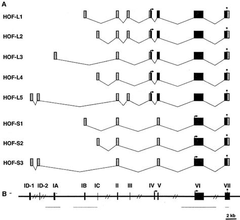 Alternative Splice Forms And Genomic Structure Of Hof A Schematic