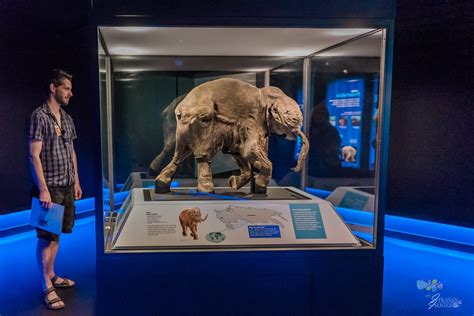 See The Worlds Best Preserved Woolly Mammoth In Victoria