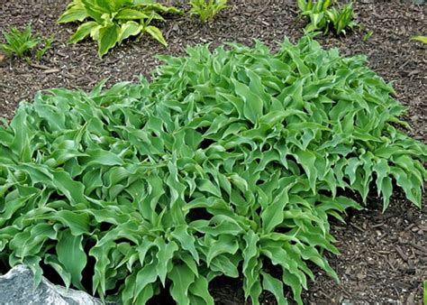 Buy Minature Hostas Online Mini Hosta Plants Are Perfect As Border