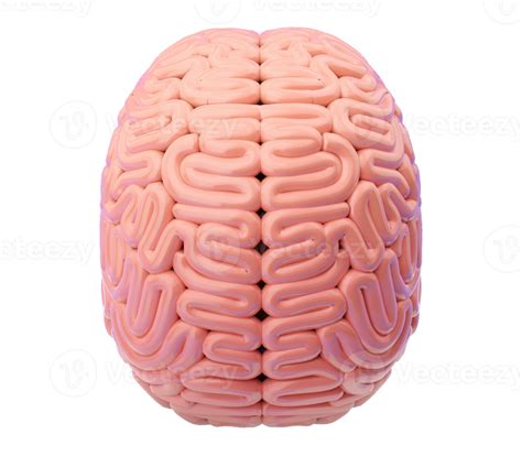 3d brain illustration 19615307 png