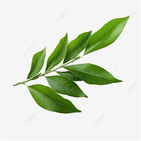 부시 나뭇잎 Png 부시 덤불잎 정원 덤불 Png 일러스트 및 이미지 에 대한 무료 다운로드 Pngtree