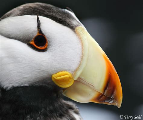 Horned Puffin Information And Photos