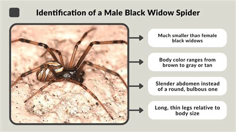 Male Black Widow Spider Identification Size And Facts