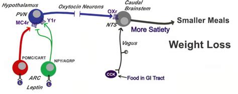 Diagram On The Leptin Pathway In The Brain Modeling The Level Of