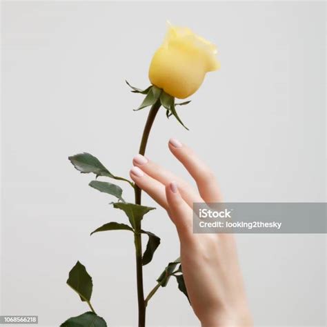 손톱에 빛 핑크 매니큐어와 아름 다운 여자의 손의 근접 촬영 이미지입니다 스킨 케어 손 매니큐어 및 미용 관리 슬림 우아한 손가락으로 우아하고 우아한 손 개념에 대한 스톡