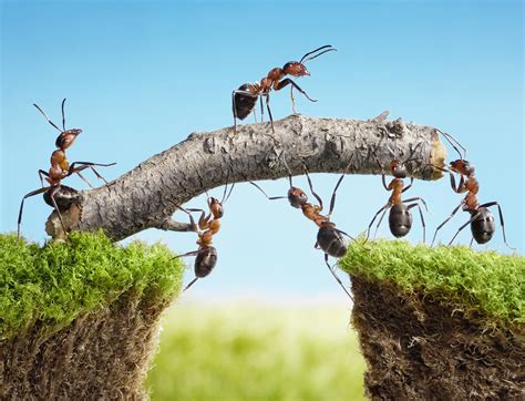 Ants Algorithms And Complexity Without Management By Oecd Medium