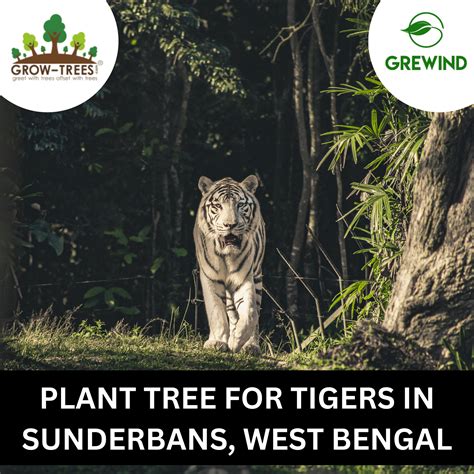 How Planting Trees Can Offset Carbon Emissions Blogs Videos