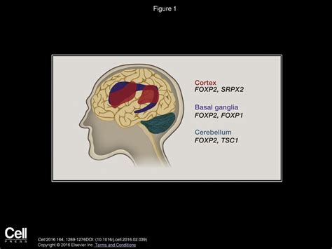 Insights Into The Neural And Genetic Basis Of Vocal Communication Ppt