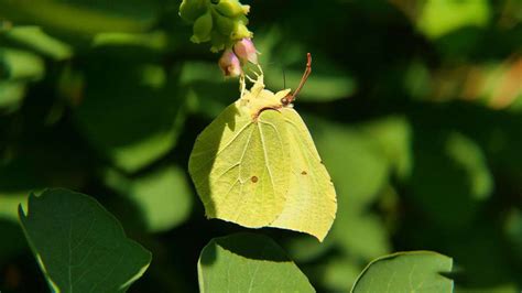 9 Indoor Citrus Tree Pests And How To Identify Them Plant America