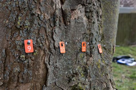How Picus Testing Works Mb Trees