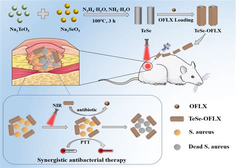 Ofloxacin Loaded Selenium Tellurium Nanoheterojunctions For Skin